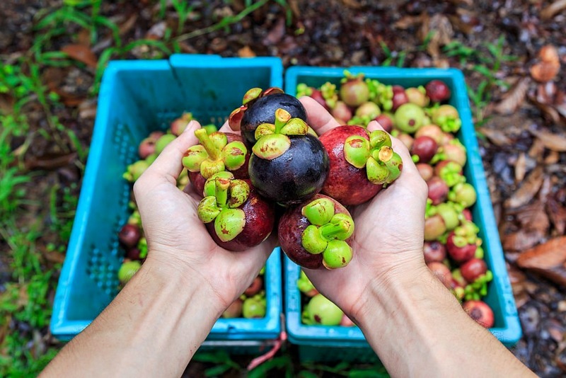 Fruits De Thaïlande 12 Délices Exotiques à Essayer Sans Attendre